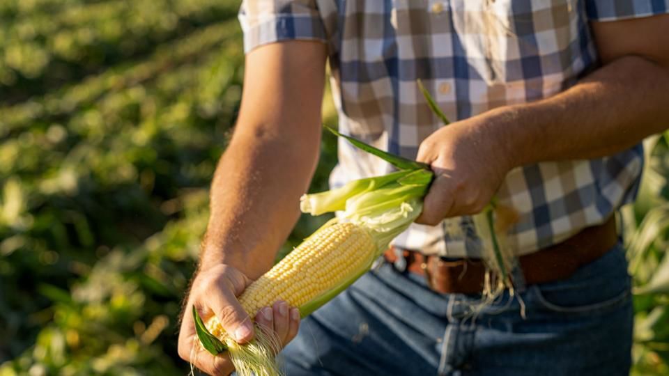 LDS farms have bumper crop, help food pantries from coast to coast ...